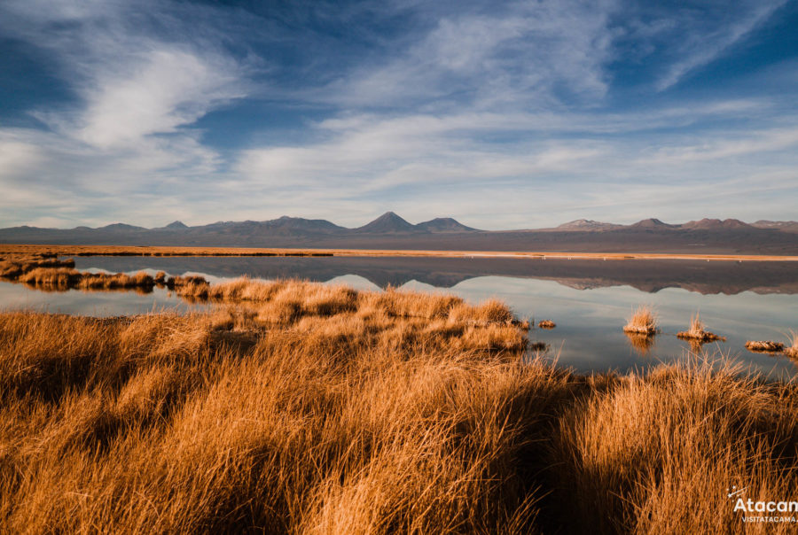 Hidden Lagoons of Baltinache Tour in Atacama Desert, Chile