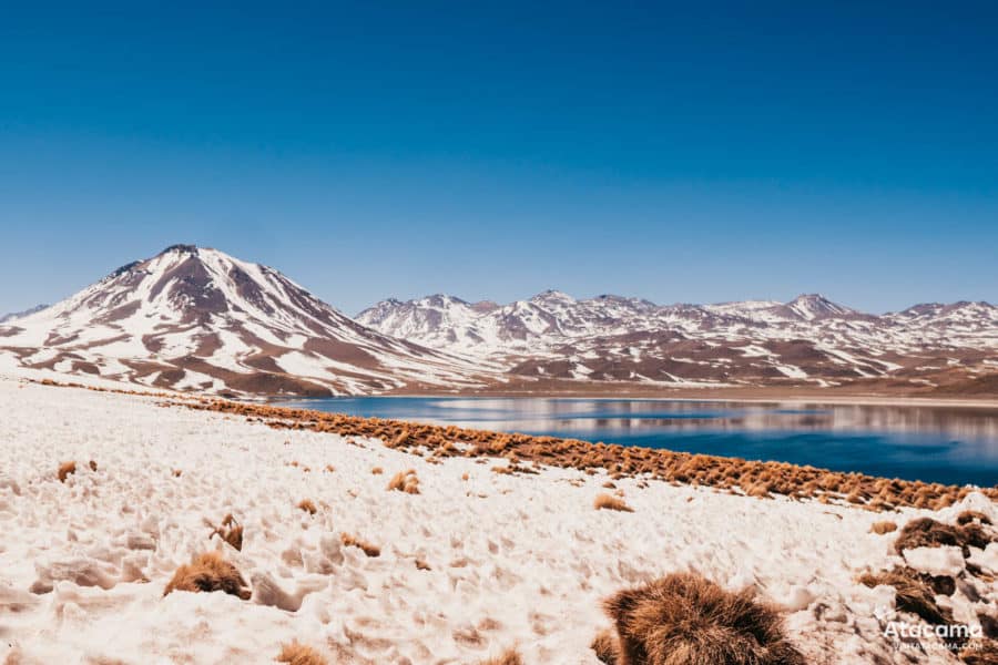 Discover the Altiplanic lagoons in Atacama Desert, Chile